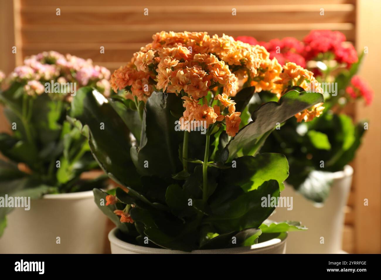 Different beautiful kalanchoe flowers in pots indoors, closeup Stock ...