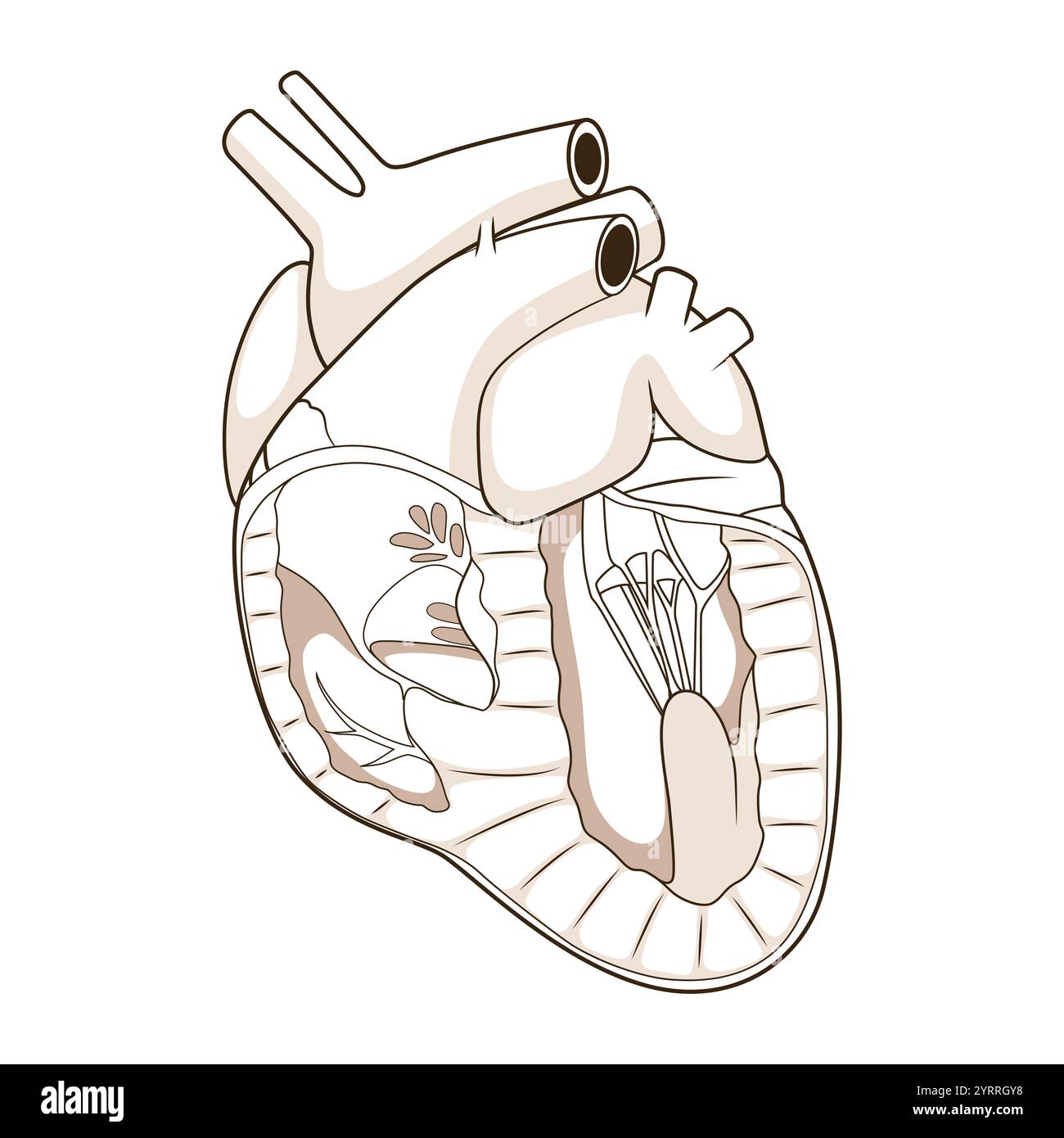 Heart of a dog vector illustration Stock Vector Image & Art - Alamy