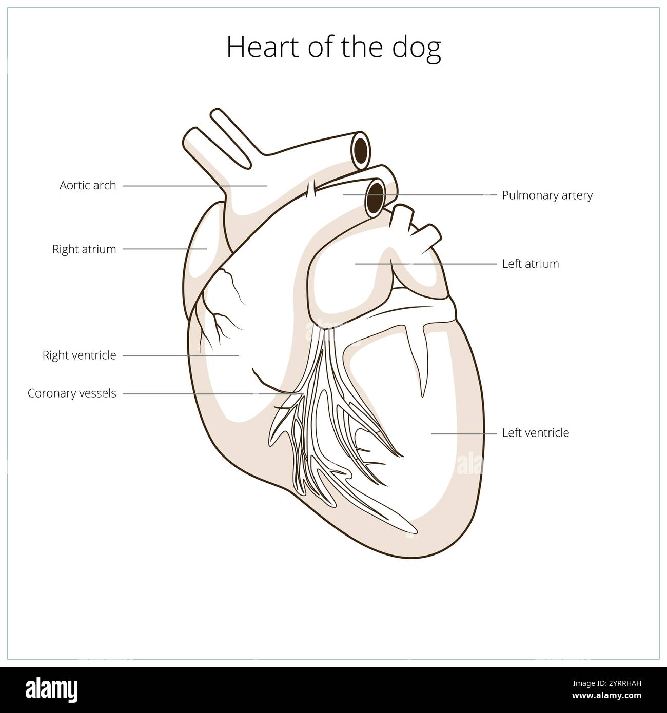 Heart sectional view Stock Vector Images - Alamy