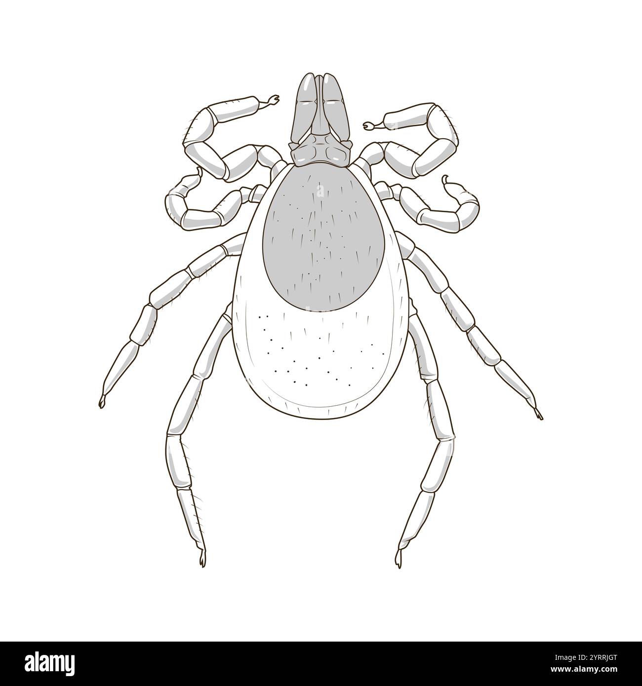Encephalitis insect tick Stock Vector Images - Alamy