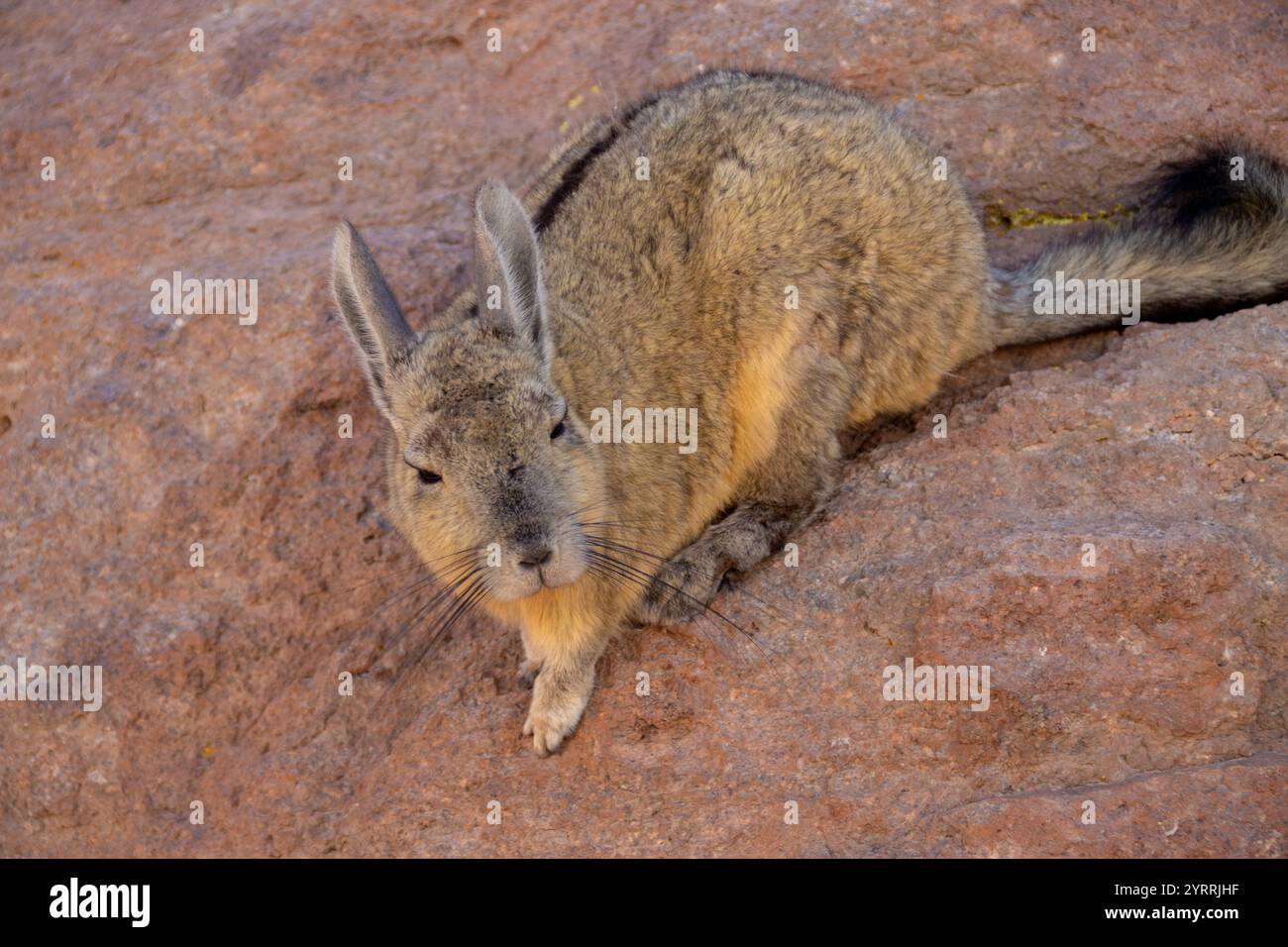 Biodiversity habitat climate hi-res stock photography and images - Alamy