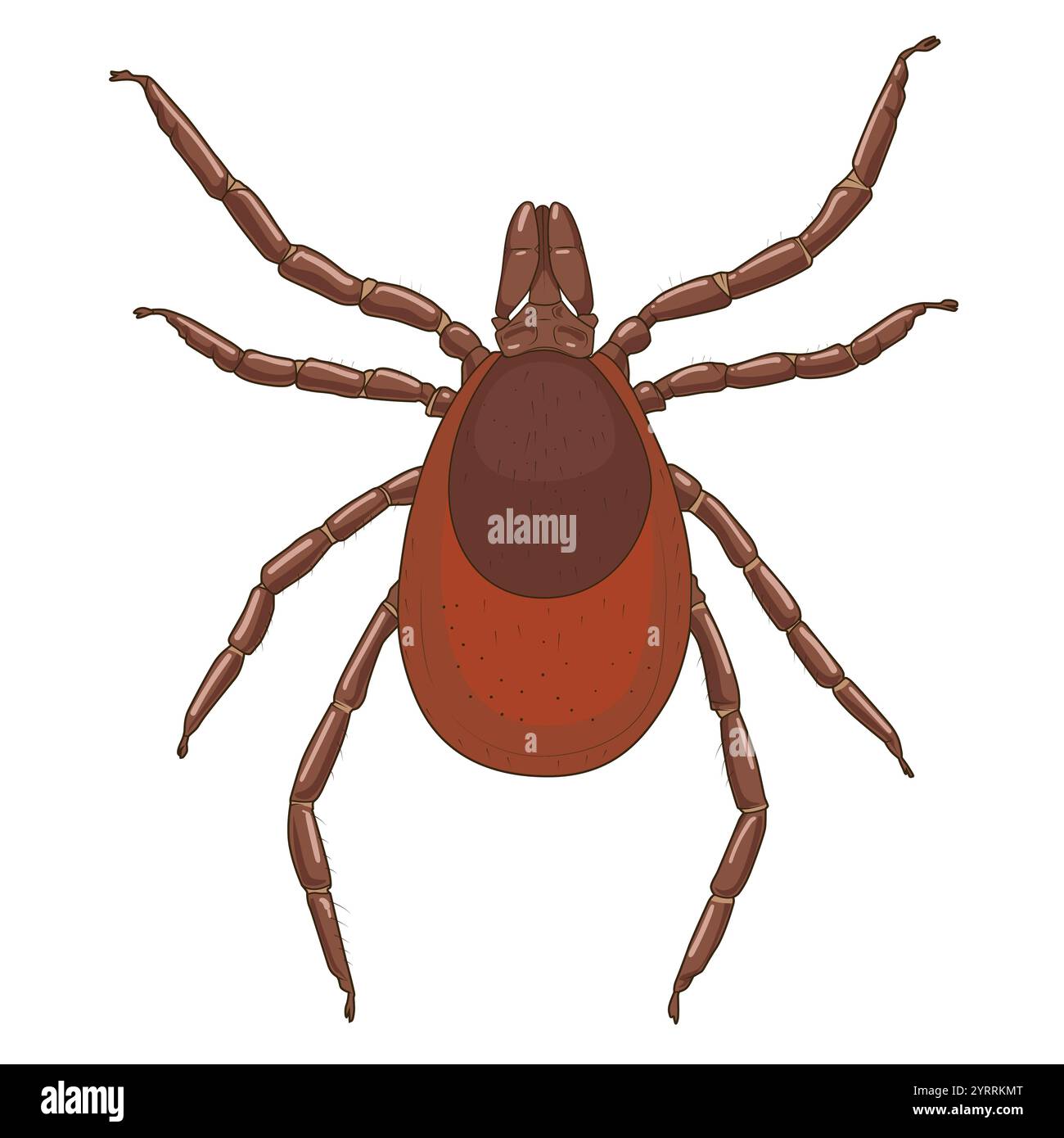 Encephalitis insect tick Stock Vector Images - Alamy