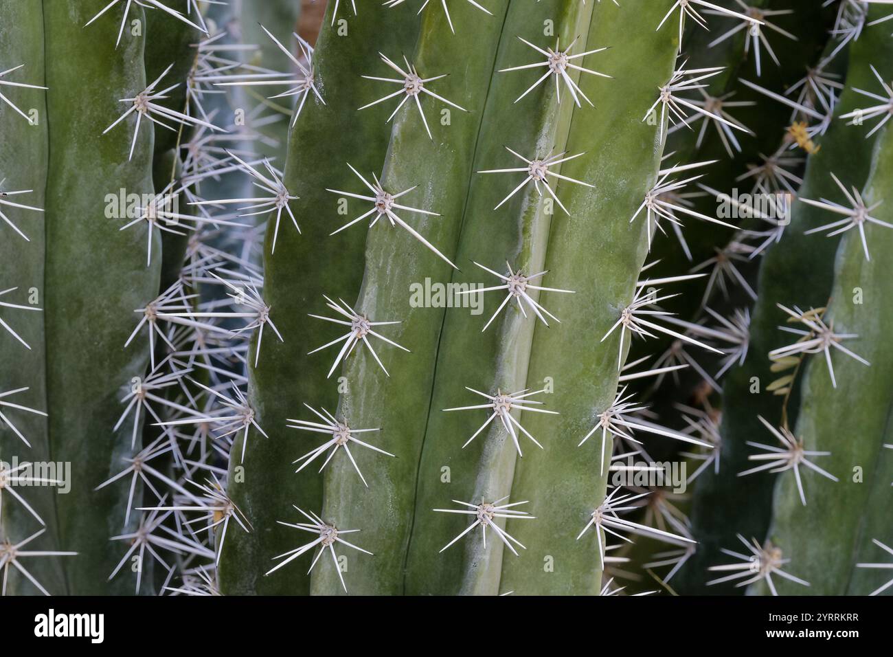 Closeup of cactus in Arizona's Sonoran desert. Clusters of needles ...