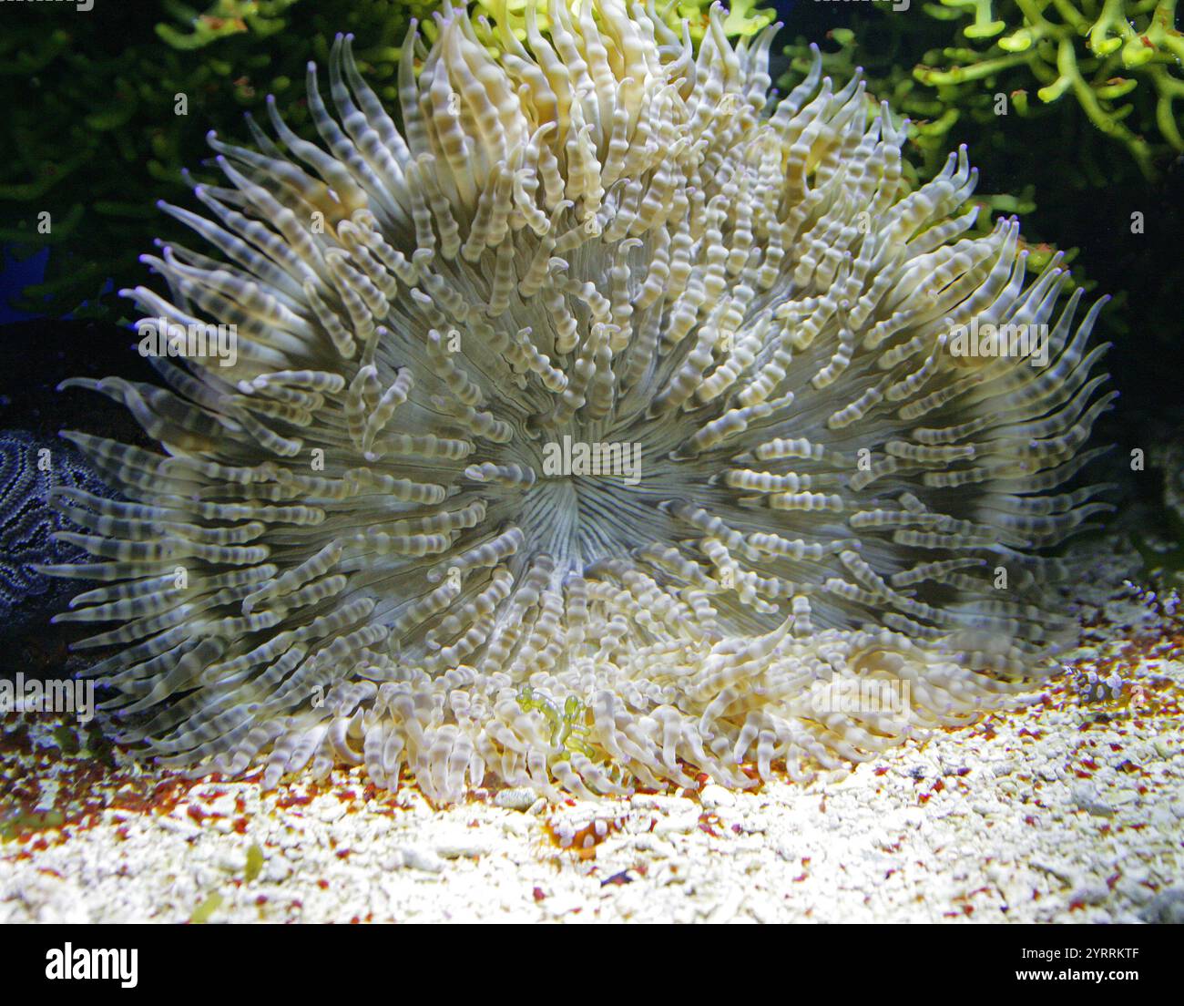 Aurora host anemone hi-res stock photography and images - Alamy