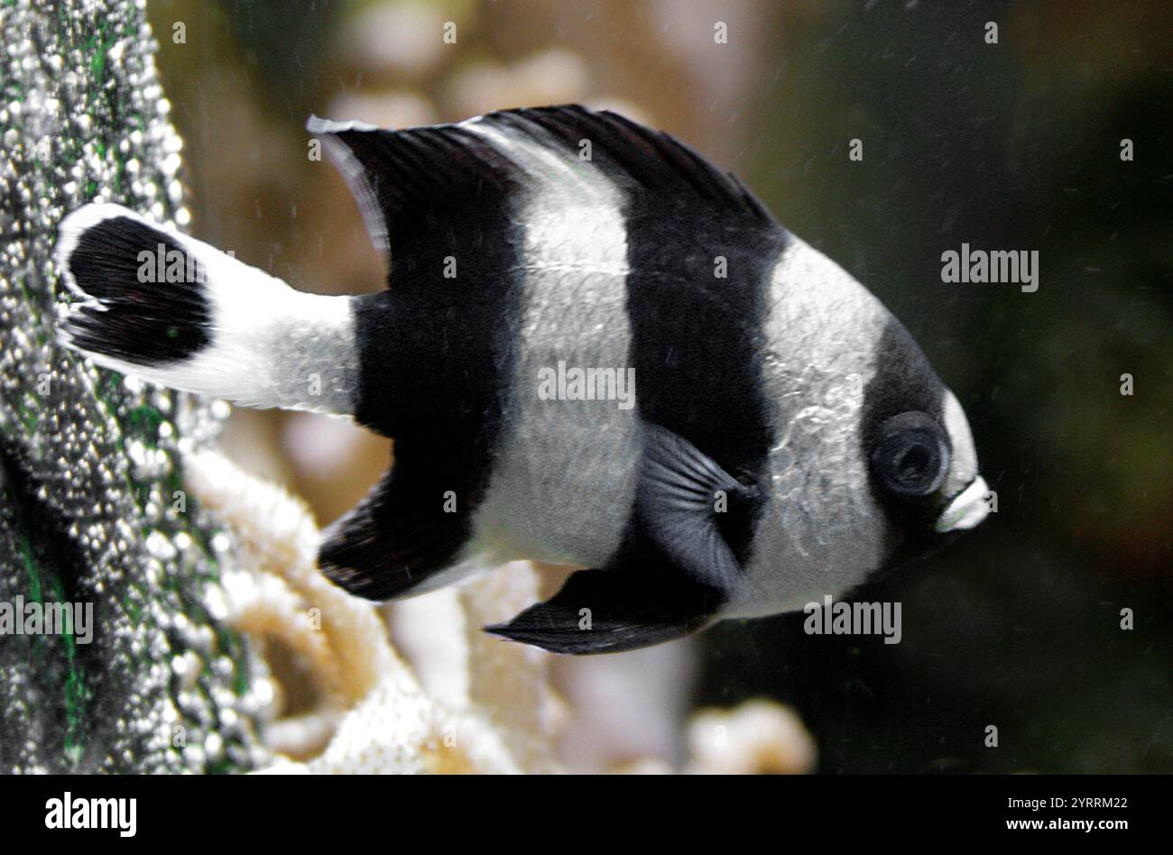 Black-tailed Humbug, Four Stripe Damselfish, Blacktail Dascyllus ...
