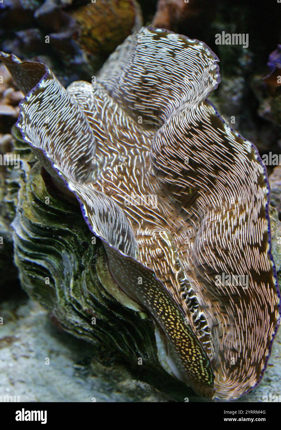 Giant Clam, Fluted Giant Clam or Scaly clam, Tridacna squamosa ...