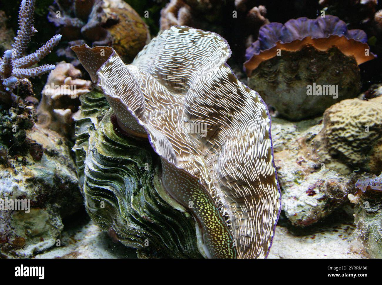 Giant Clam, Fluted Giant Clam or Scaly clam, Tridacna squamosa ...