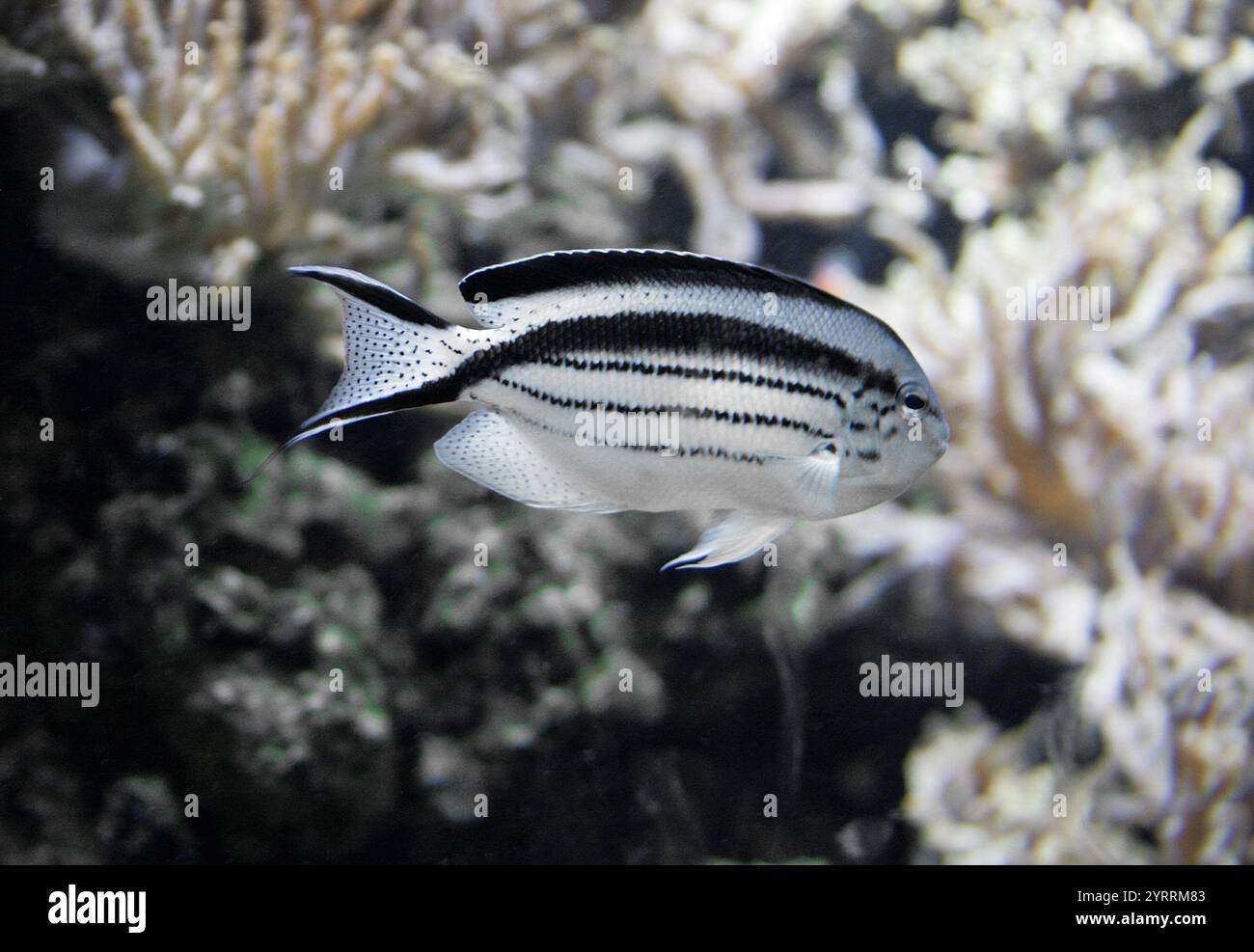 Female Lamarck's Angelfish or Blackstriped Angelfish, Genicanthus ...