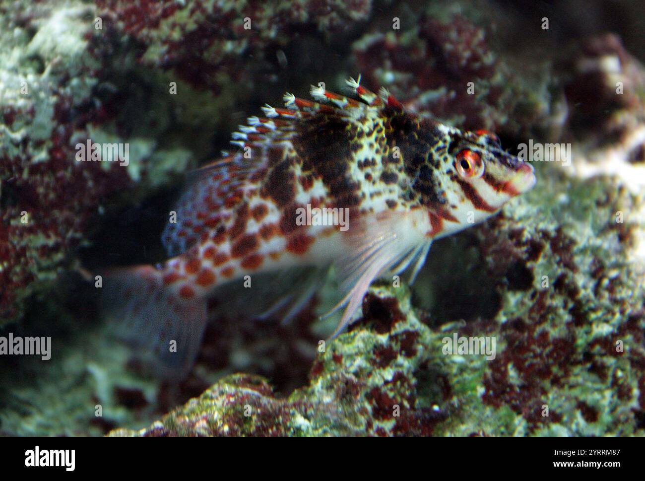 Red-spotted Hawkfish or Dwarf Hawkfish, Cirrhitichthys falco ...