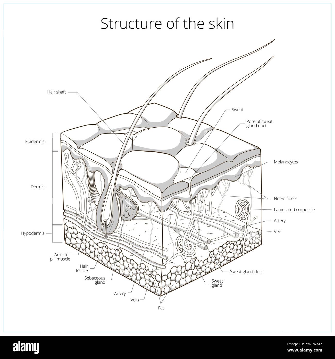 Skin layers structure anatomy Cut Out Stock Images & Pictures - Alamy