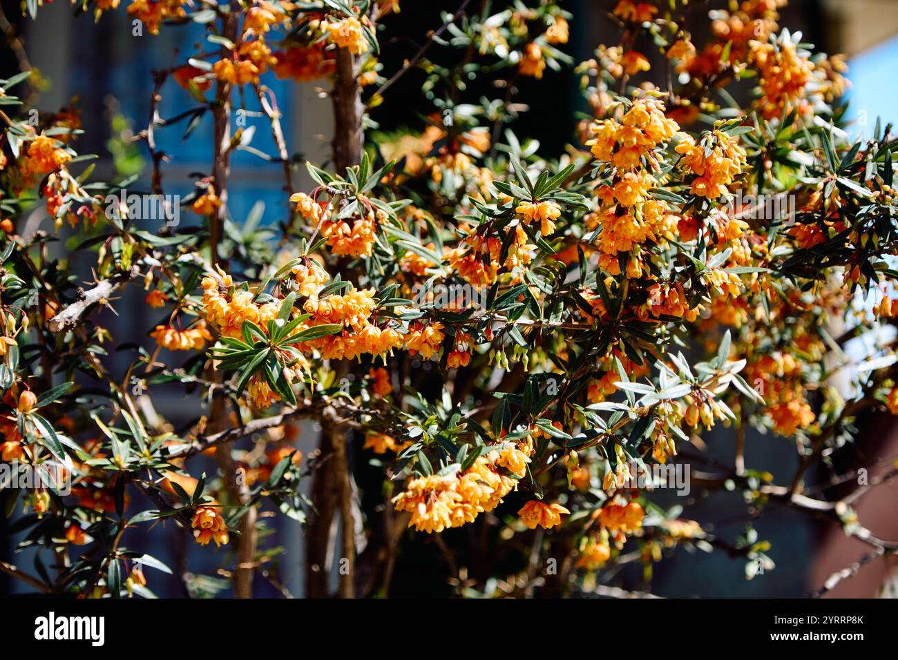 Berberis angustifolia is a shrub in the family Berberidaceae, first ...