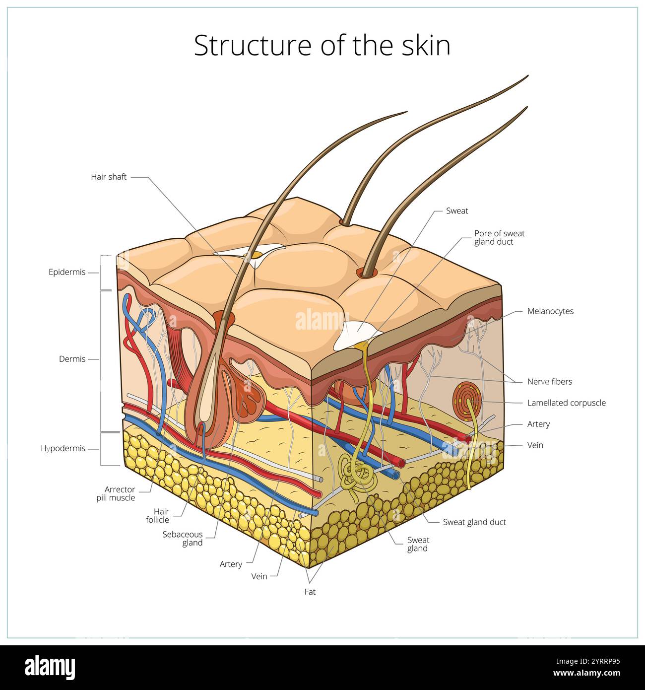 Structure of glands Stock Vector Images - Alamy