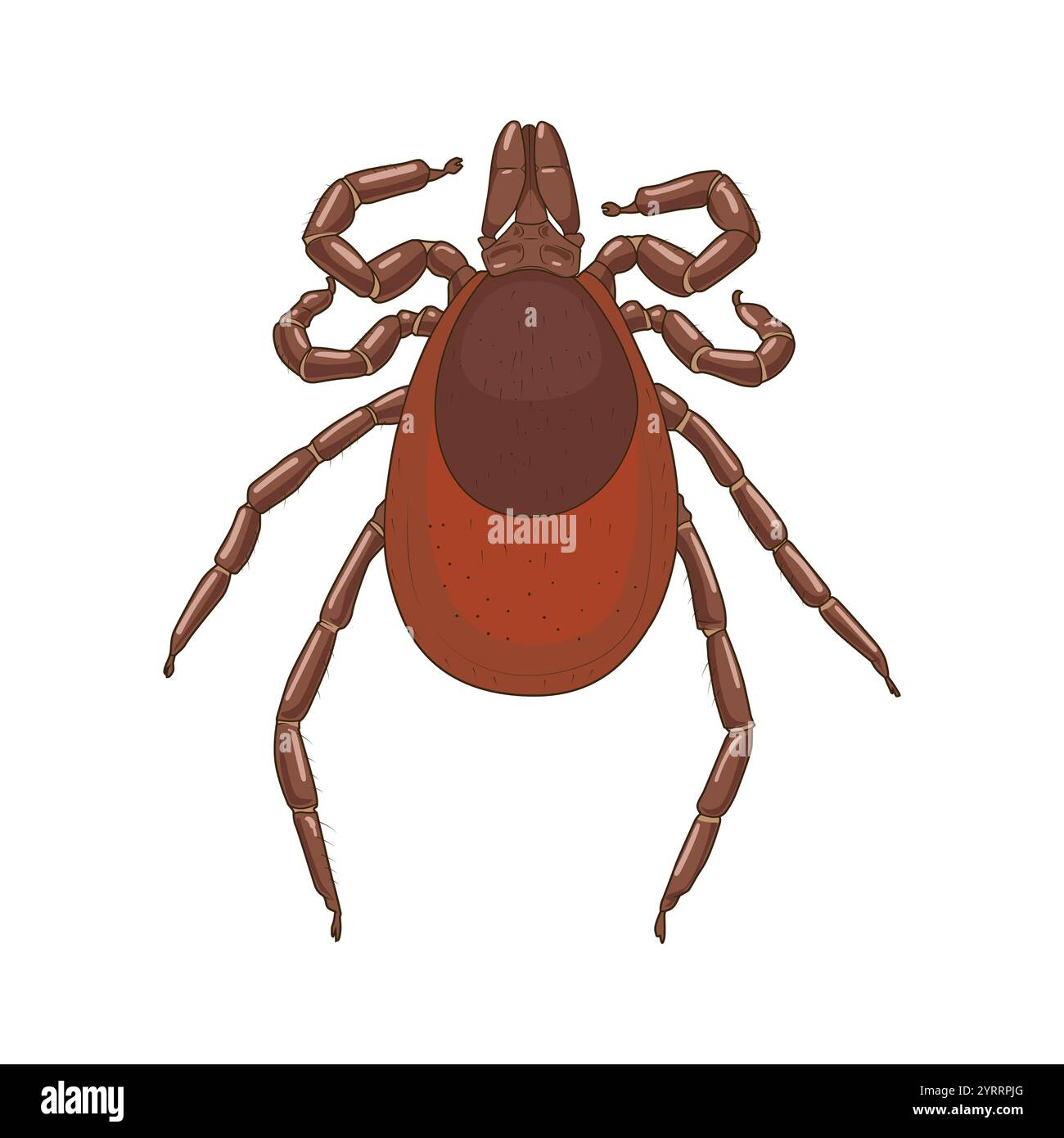 Tick animal damage Stock Vector Images - Alamy