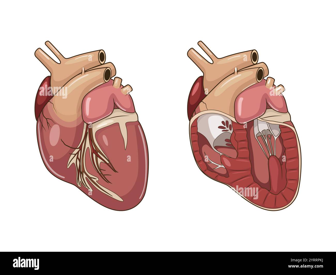 Heart of a dog vector illustration Stock Vector Image & Art - Alamy