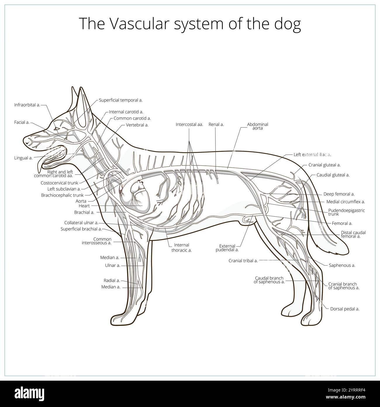 Circulatory system of a dog hi-res stock photography and images - Alamy
