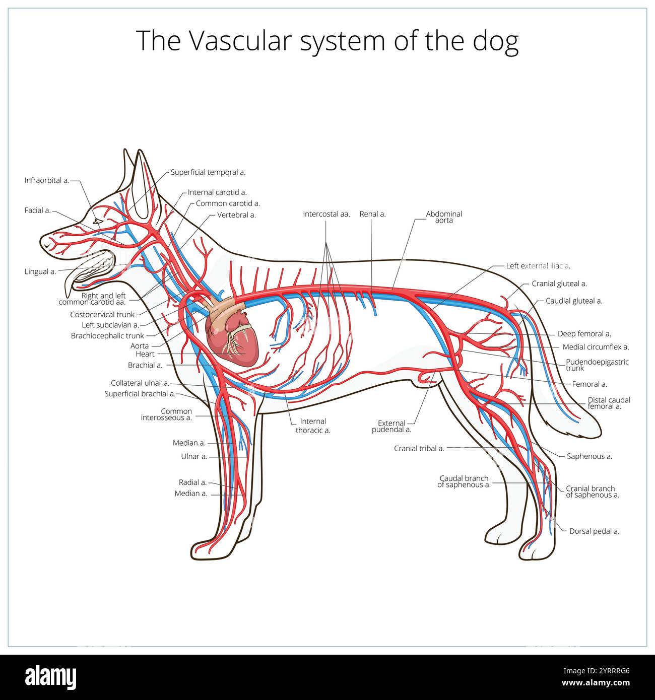 Circulatory system of a dog hi-res stock photography and images - Alamy
