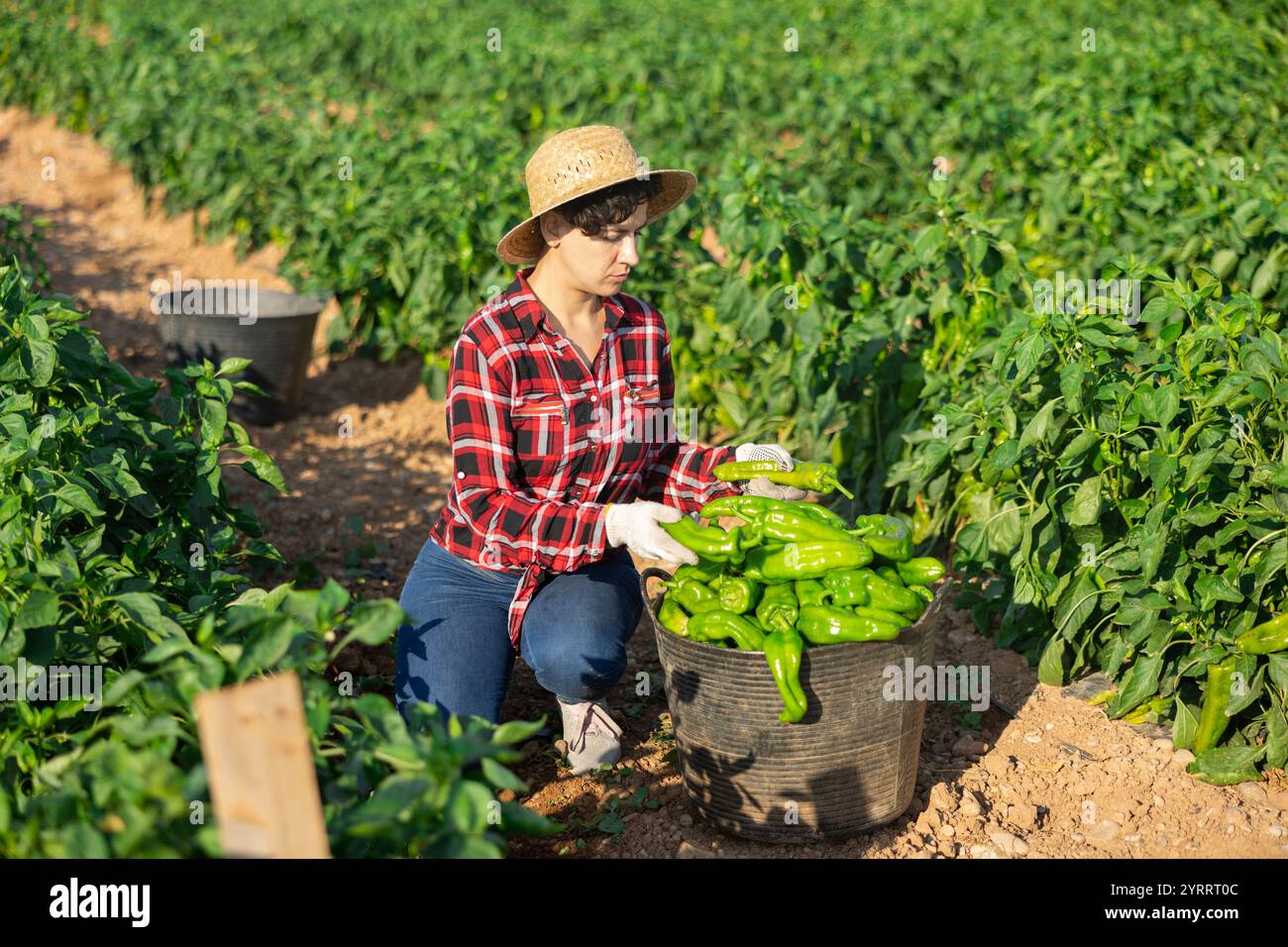 Portrait of woman picking harvest of bell peppers to basket Stock Photo ...