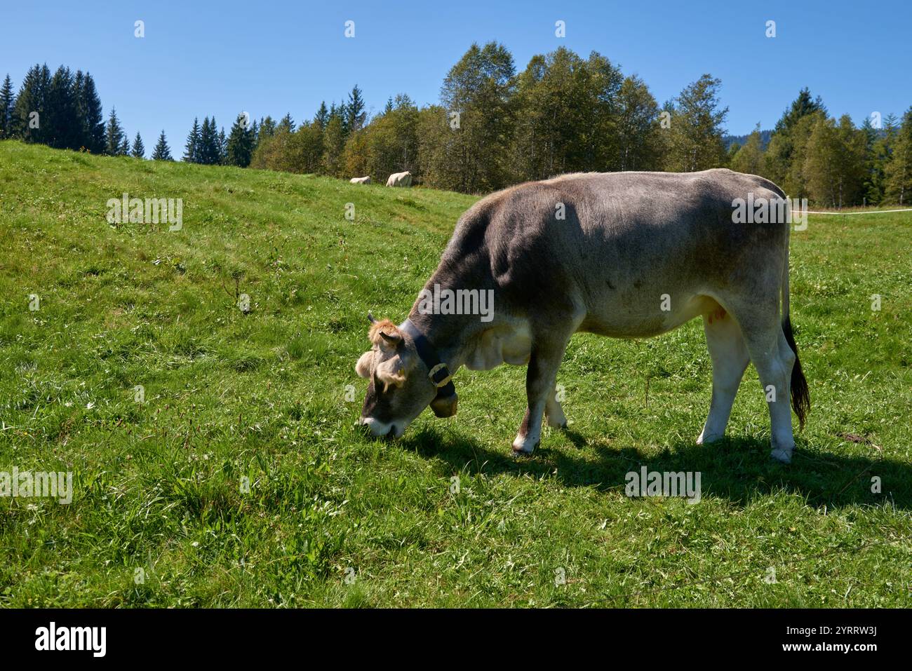 Alpine Cows Grazing Peacefully In Green Mountain Meadows Under Summer ...