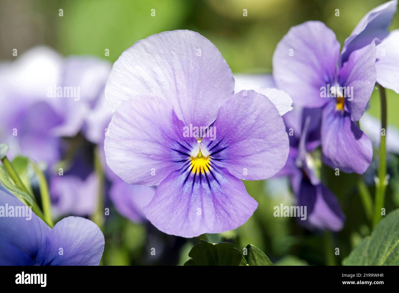 Blue violets in close hi-res stock photography and images - Alamy