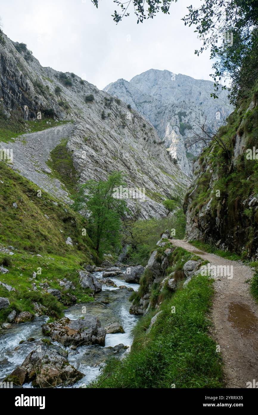 Cares route hiking trail following mountain river in picos de europa ...