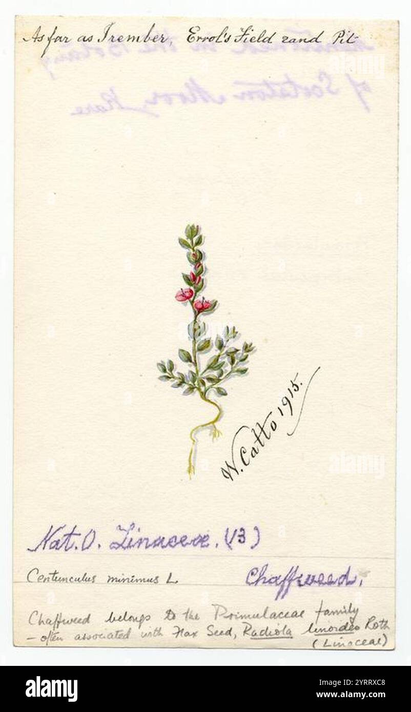 Chaffweed (Centunculus minimus) - William Catto Stock Photo - Alamy