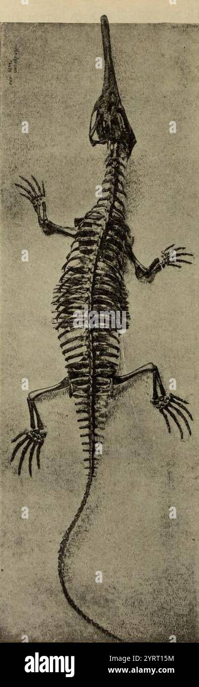 Champsosaurus skeleton, from Abel, O. (1912). Grundzüge der ...