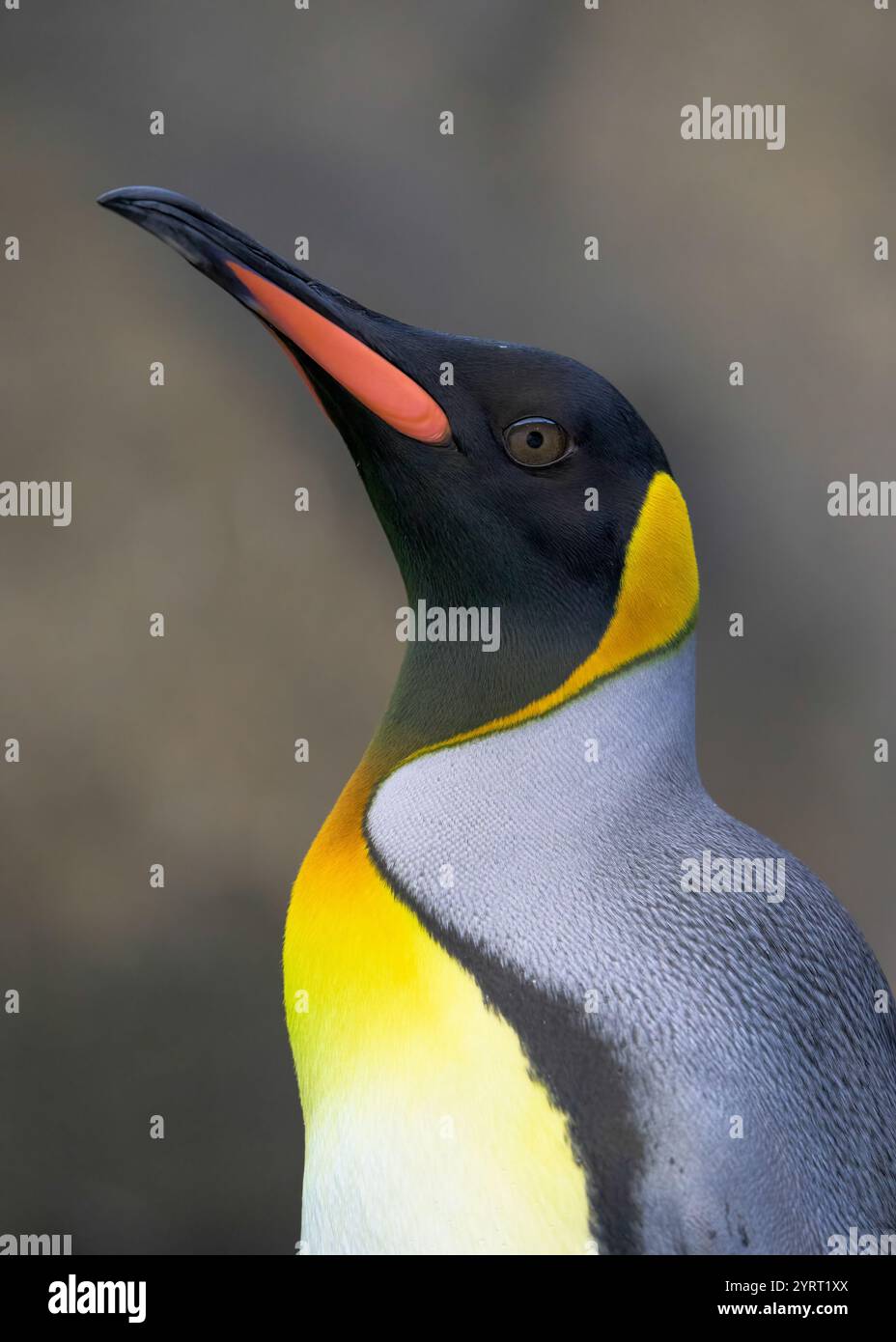 King penguin closeup profile portrait Stock Photo - Alamy
