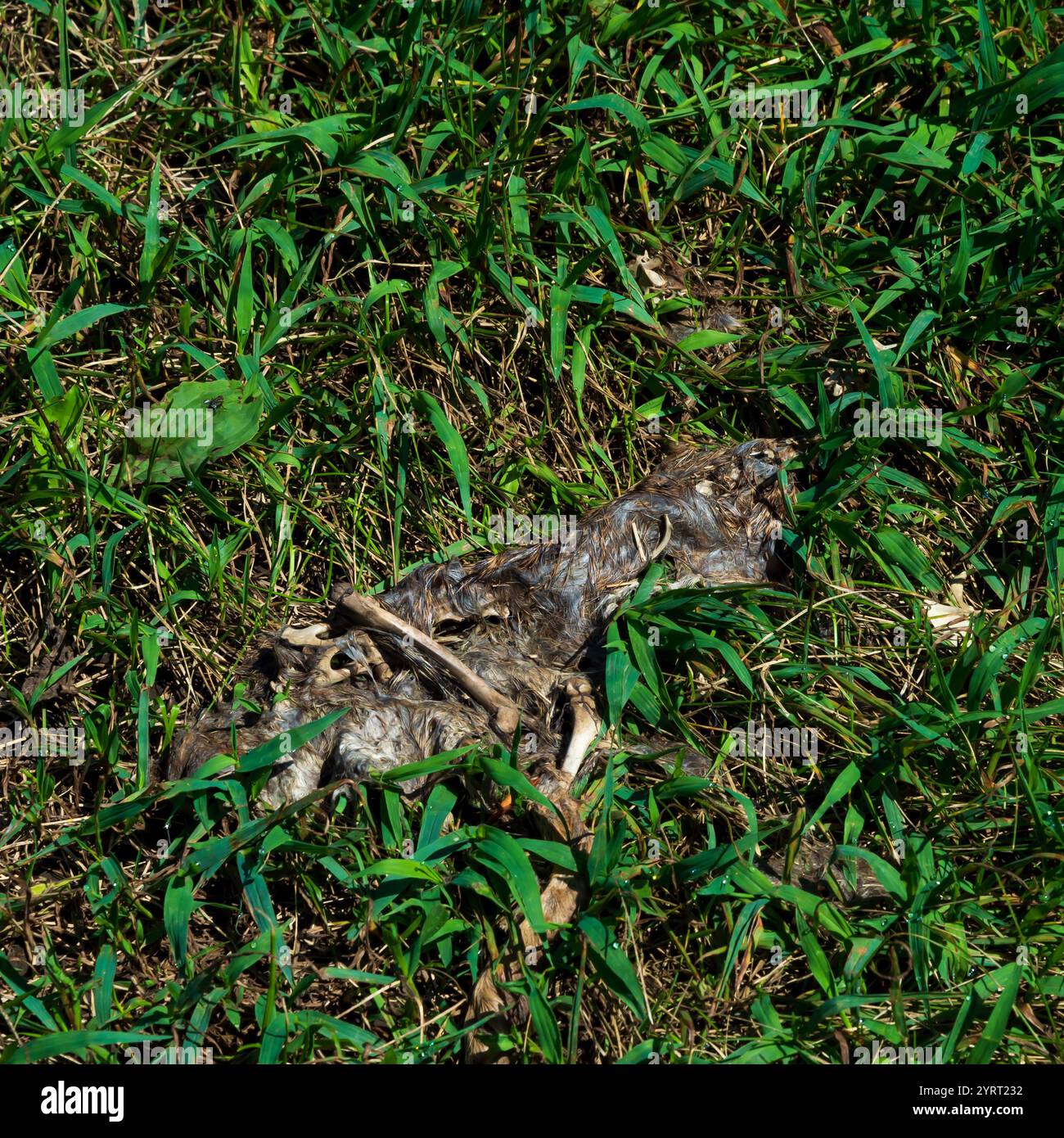 An unknown small animal's decomposing remains lay in summer grass Stock ...