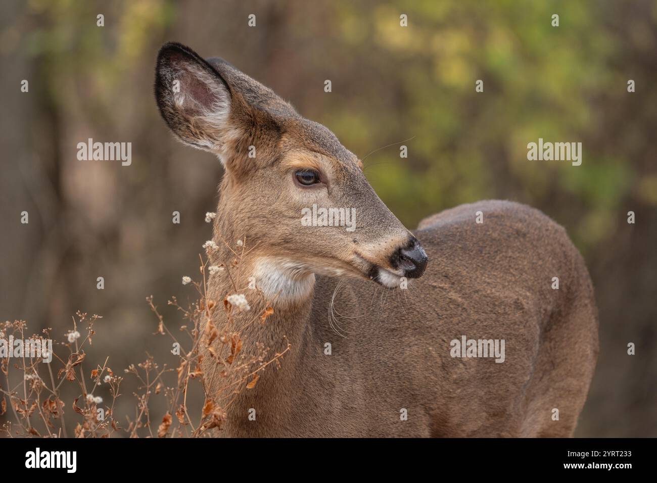 Whitetail deer side view hi-res stock photography and images - Alamy