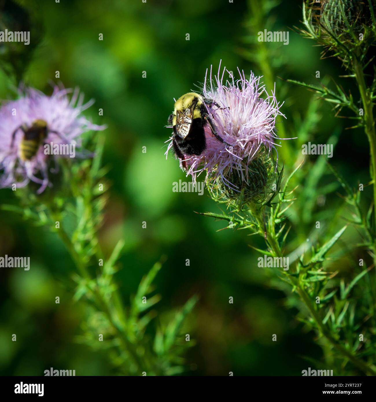 Insect bee works on flower hi-res stock photography and images - Alamy