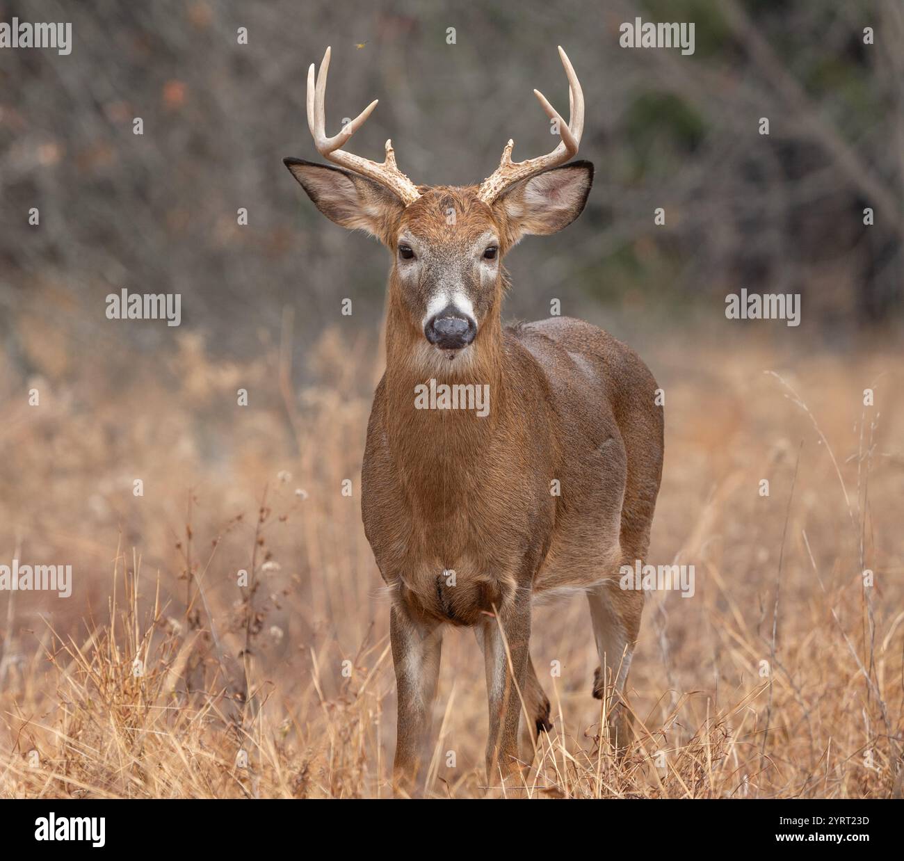White-tailed Deer (Odocoileus virginianus) buck with autumn background ...