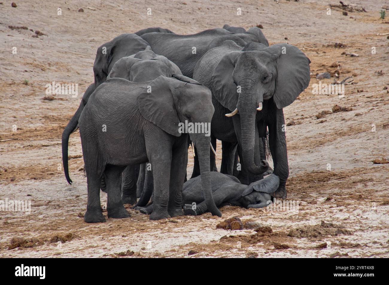 Several African elephants stand guard around a baby elephant sleeping ...