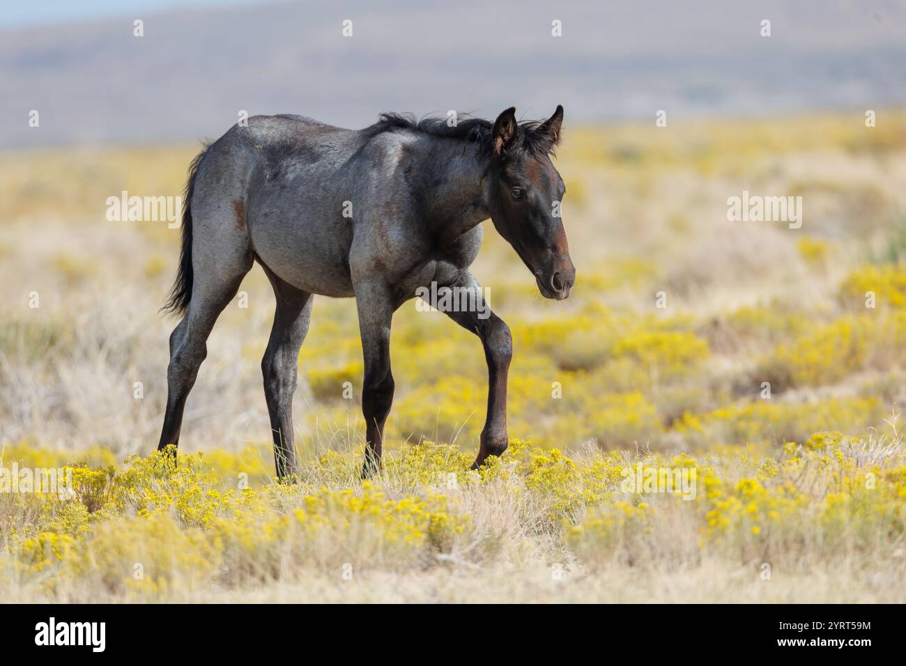 Roan Mustang Foal Stock Photo - Alamy