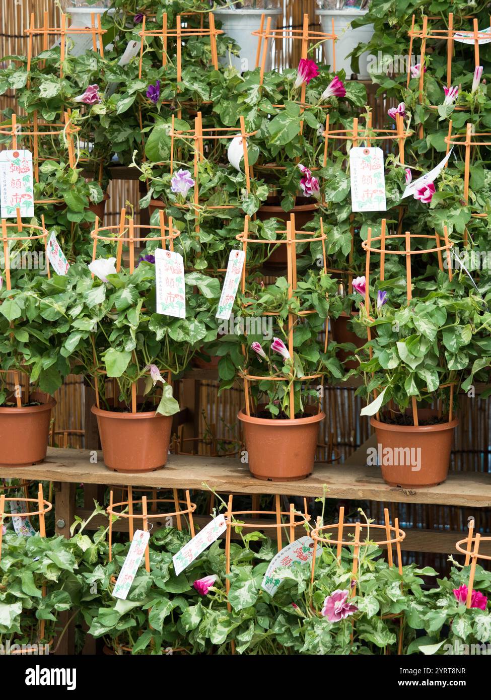 Iriya hi-res stock photography and images - Alamy