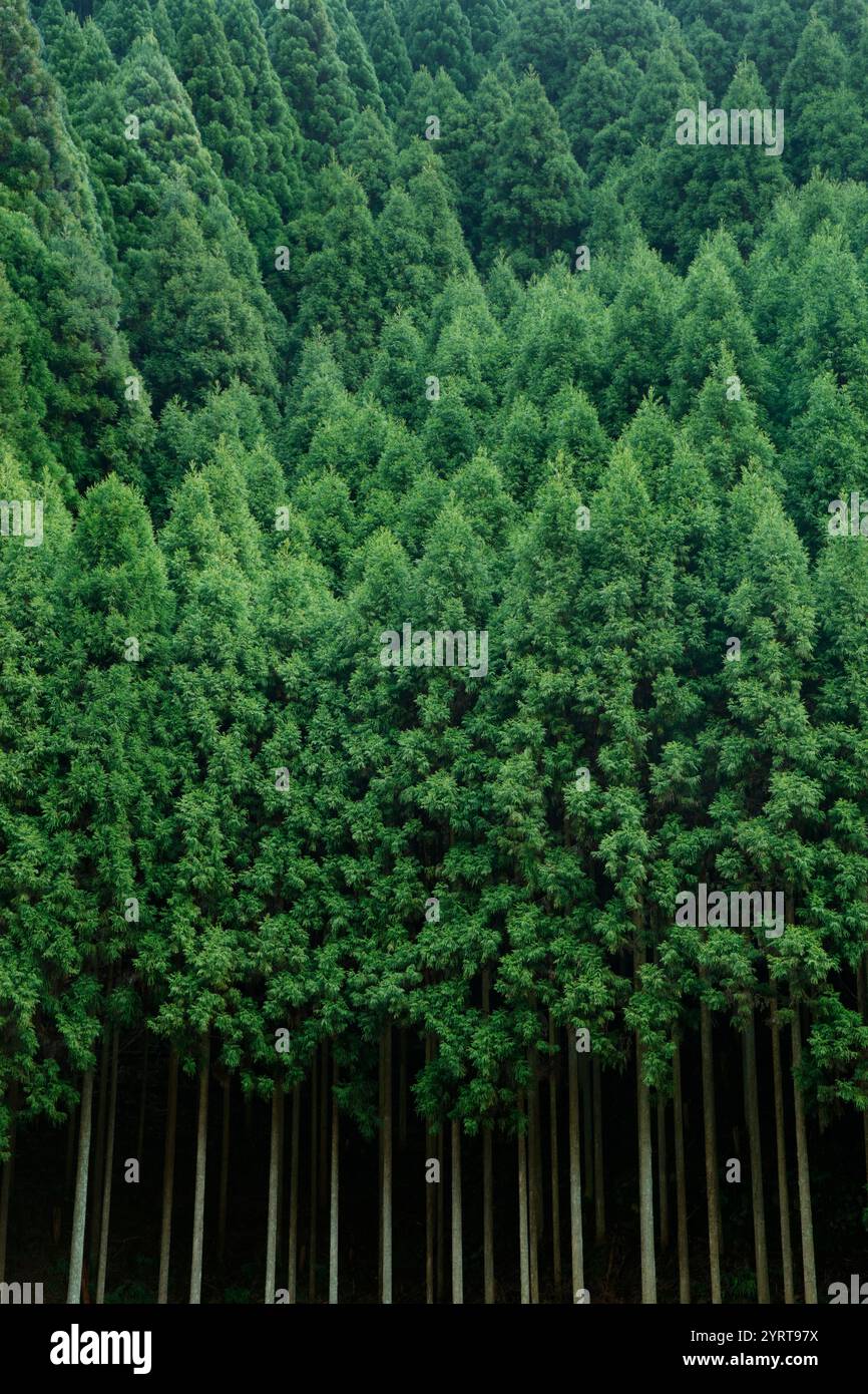 Japanese cedar forest hi-res stock photography and images - Alamy