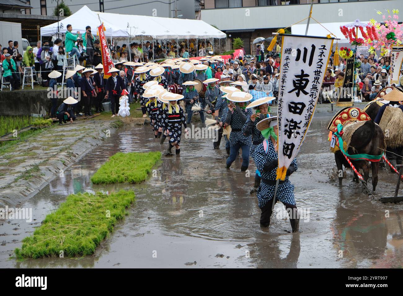 Rice planting flower of mibu hi-res stock photography and images - Alamy
