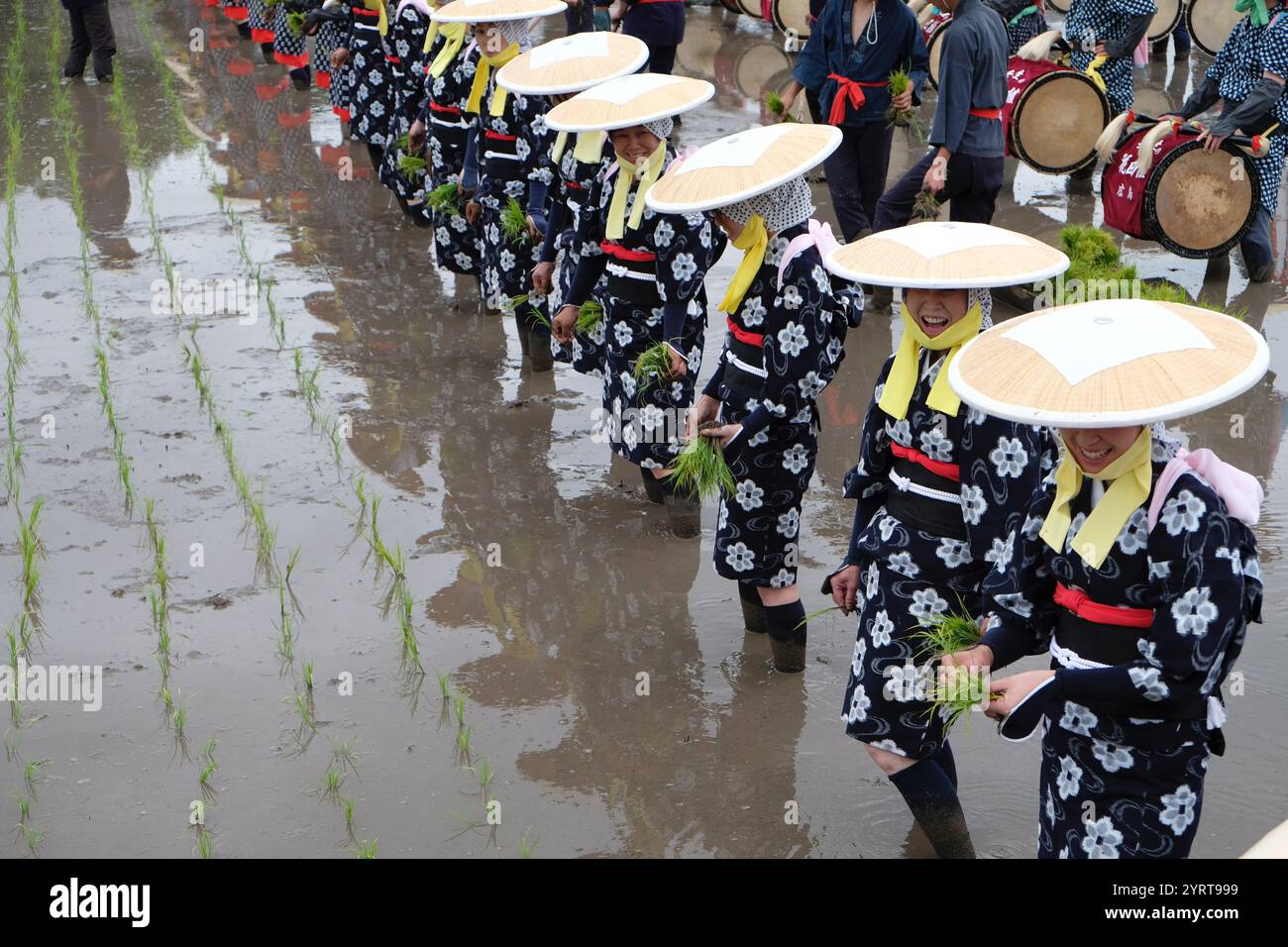 Rice planting flower of mibu hi-res stock photography and images - Alamy