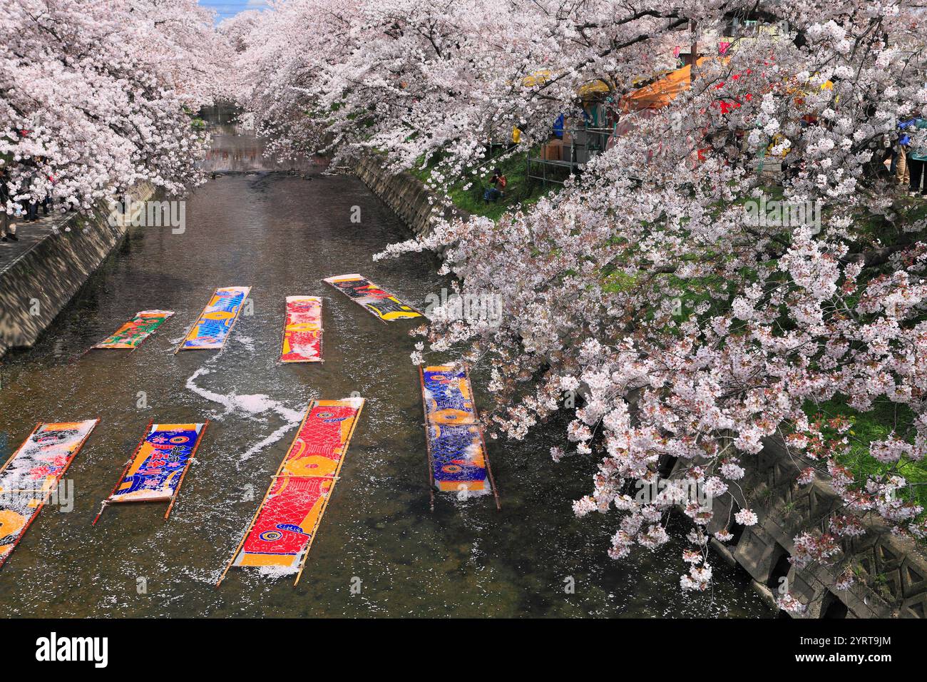 Gojo River: Nombori Arai and Sakura Tree Line Stock Photo - Alamy