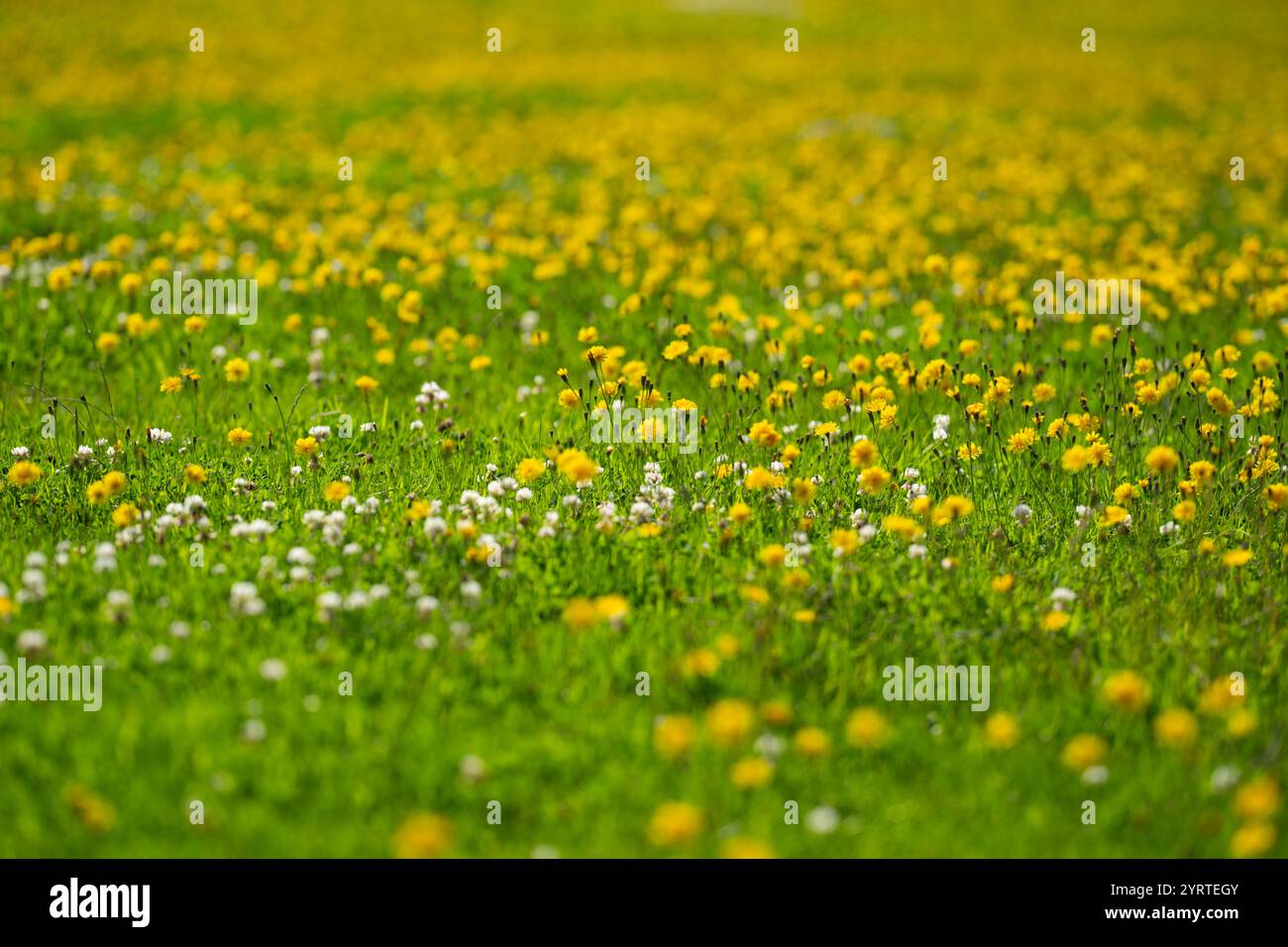 Alpine flower field. Grassy meadow background. Green grassy field with flower. Grassy pasture ...