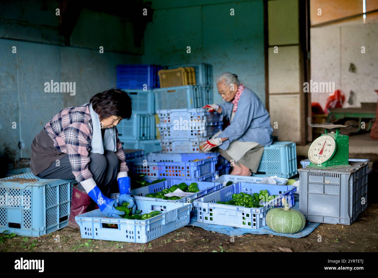 A senior woman sorting harvested vegetables Stock Photo - Alamy