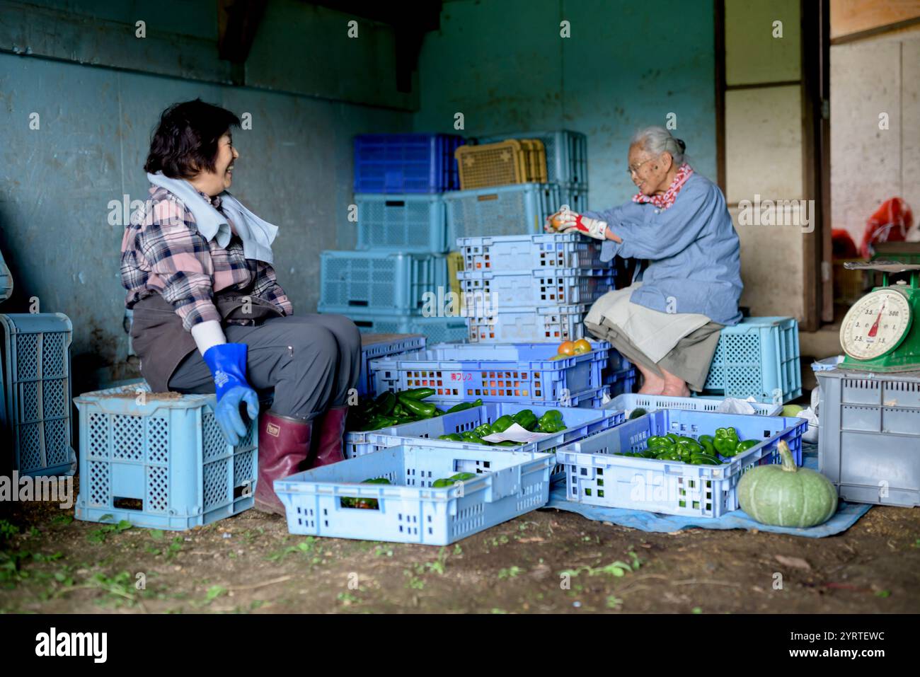 A senior woman sorting harvested vegetables Stock Photo - Alamy