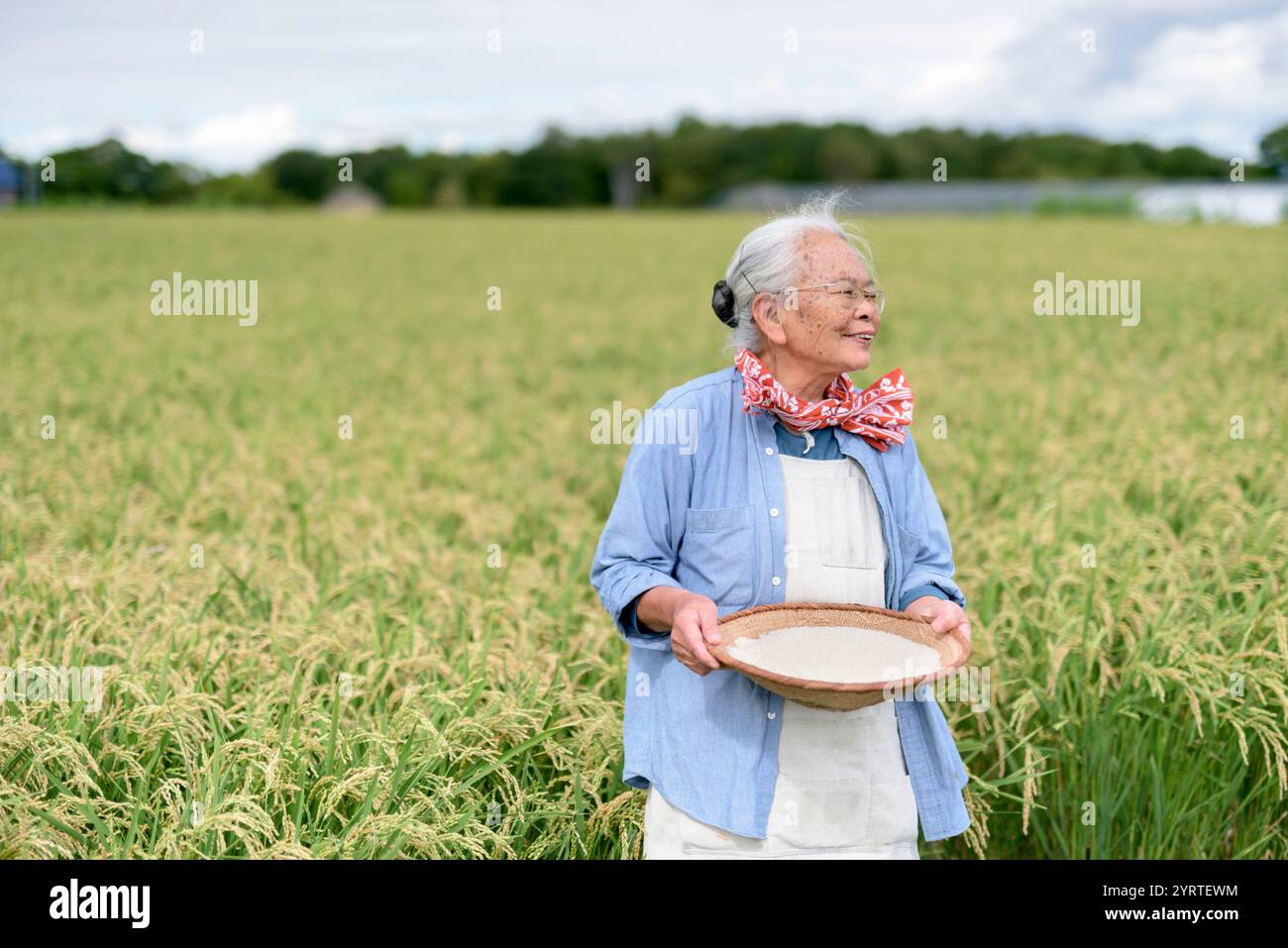 Rice field hokkaido japan hi-res stock photography and images - Alamy