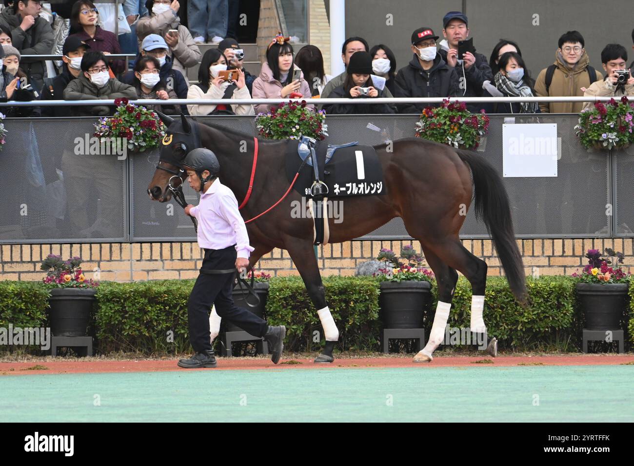 2024/12/01 CHUKYO 09R KOYAMAKI SHO Navel Orange Chukyo Racecourse in ...