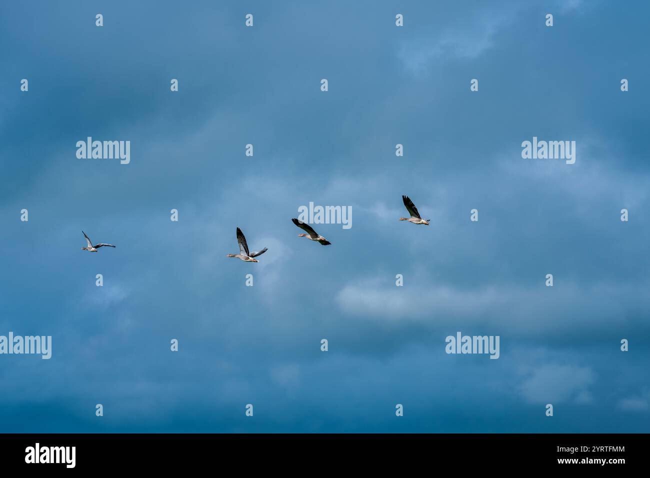 Birds in sky. Bird flying above the clouds. Goose bird flying. Many ...