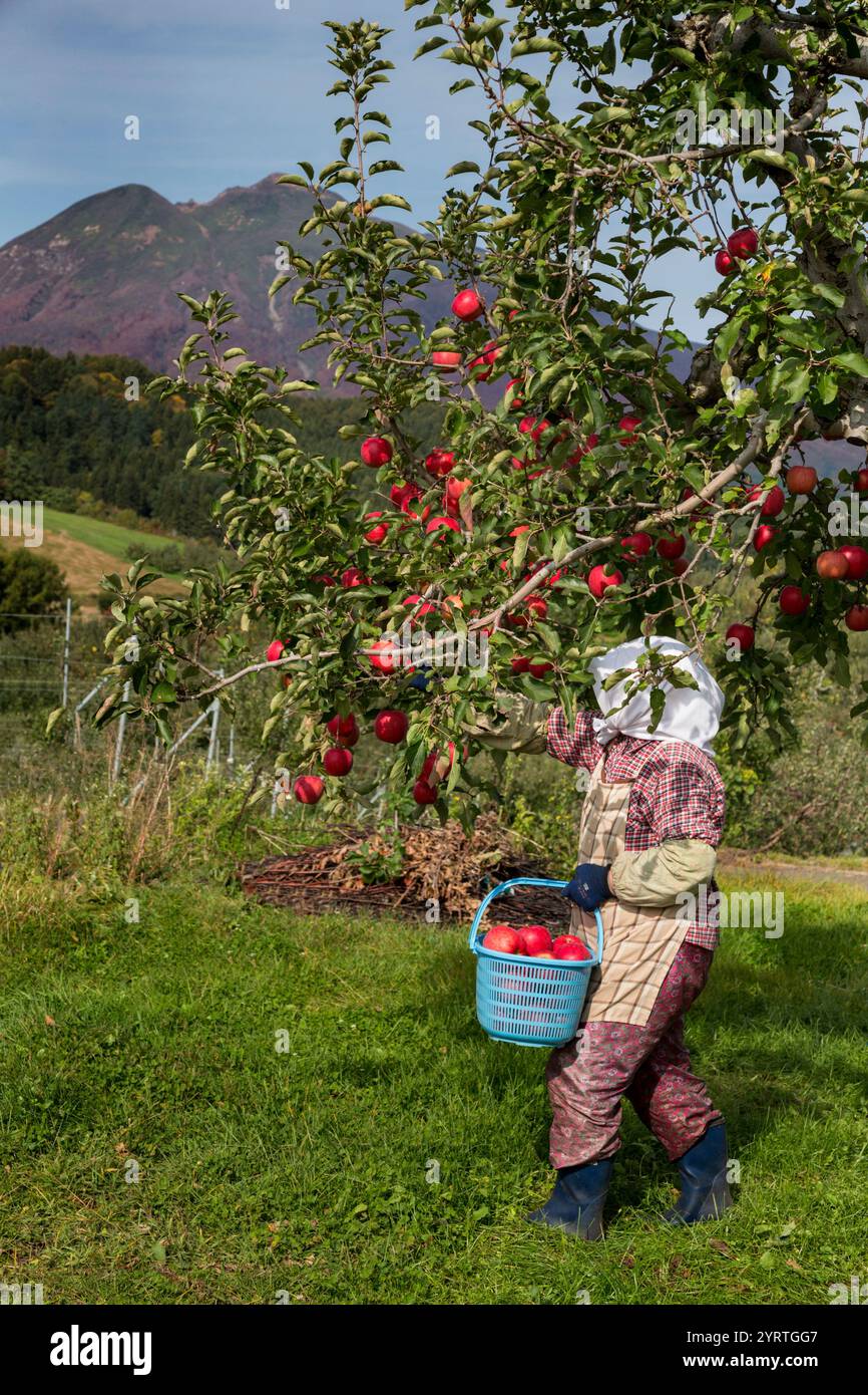Apple harvesting work scene Stock Photo - Alamy