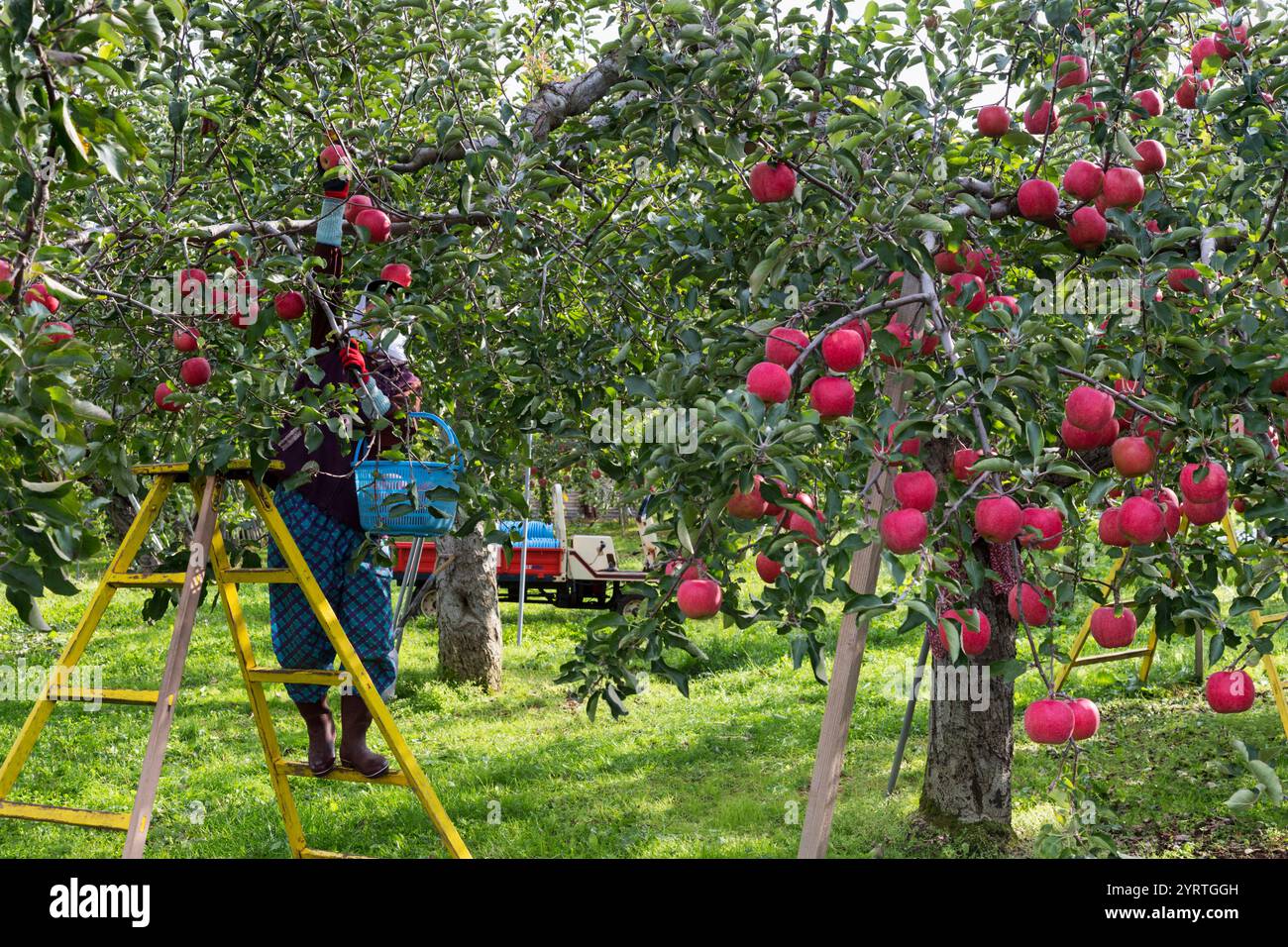 Apple harvesting work scene Stock Photo - Alamy
