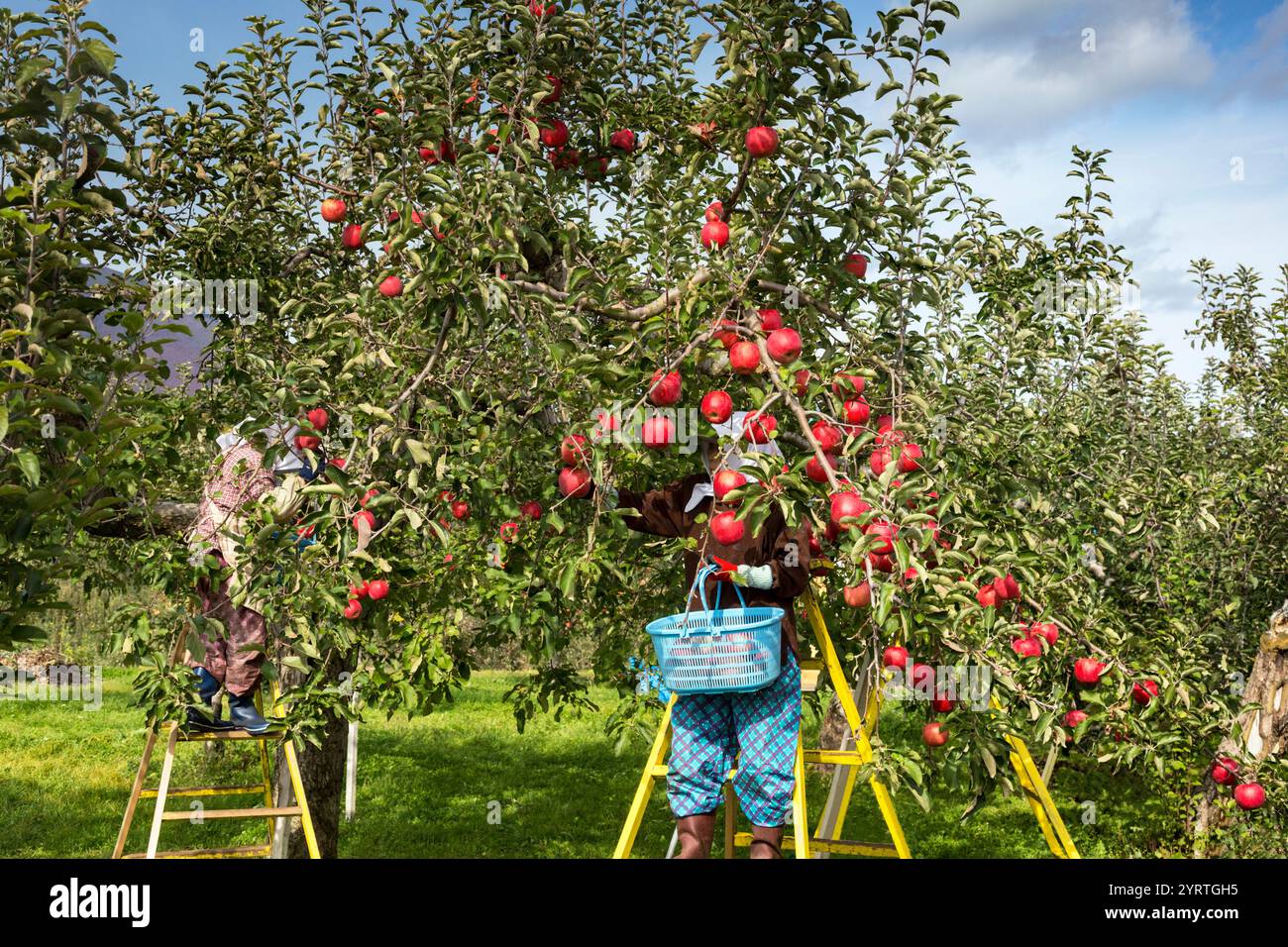 Apple harvesting work scene Stock Photo - Alamy