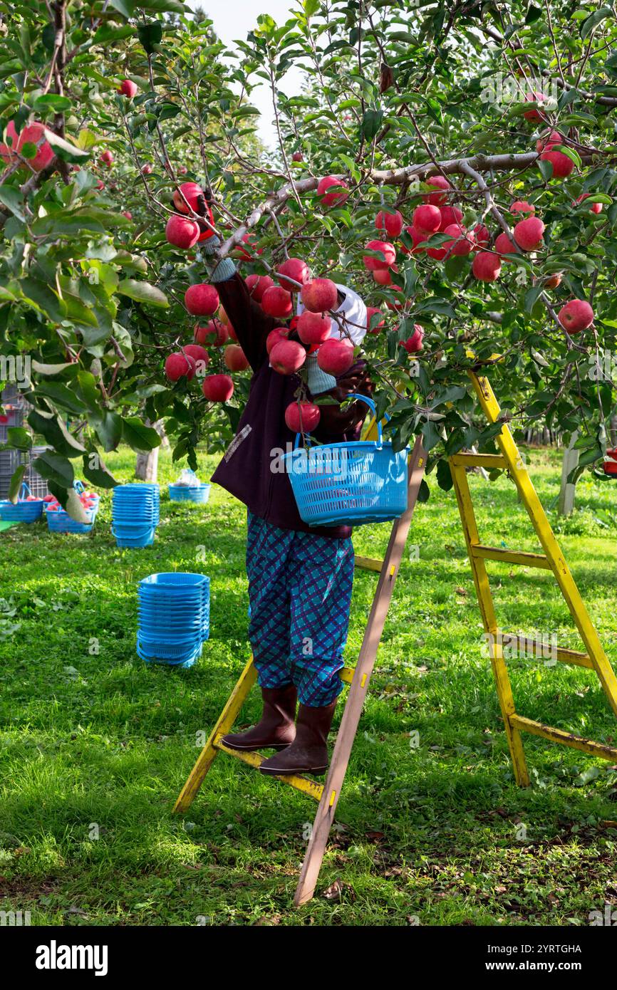 Apple harvesting work scene Stock Photo - Alamy