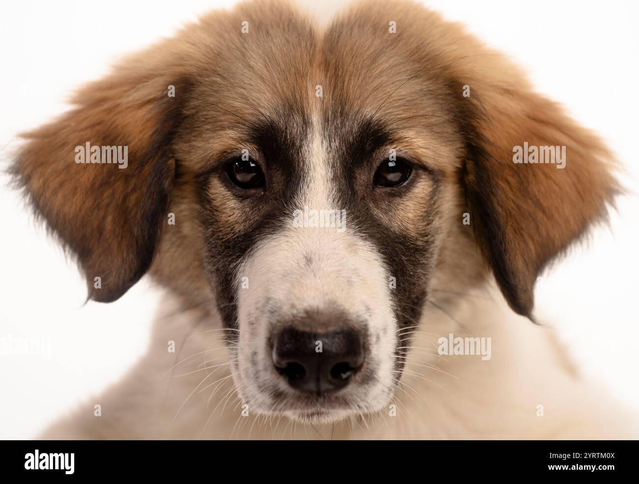 Cute dog with sad face. Sad dog looking at camera. Puppy dog with ...