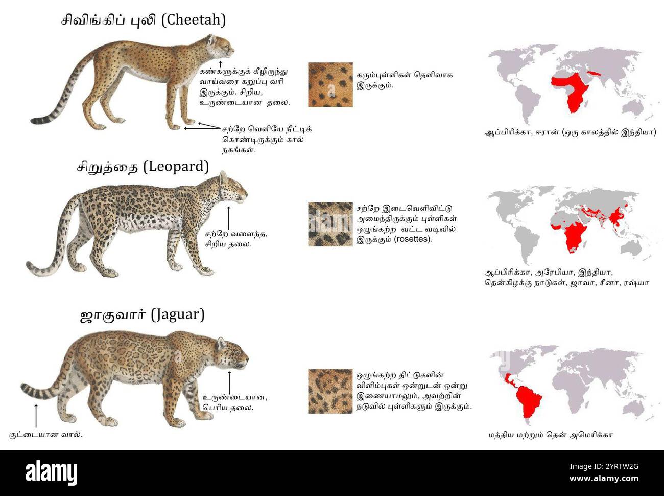 Cheetah vs leopard vs jaguar Tamil with map Stock Photo - Alamy Cheetah vs leopard vs jaguar Tamil with map Stock Photo - Alamy